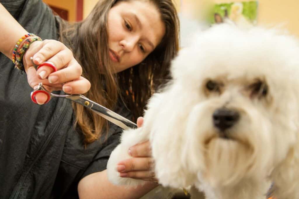 Dog Grooming in Chesterfield - Petropolis Empowered Pet Care