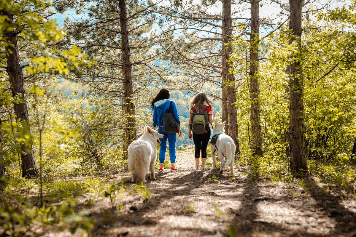 Dog-Friendly Trails in Chesterfield: Local Parks and Trails for Dogs