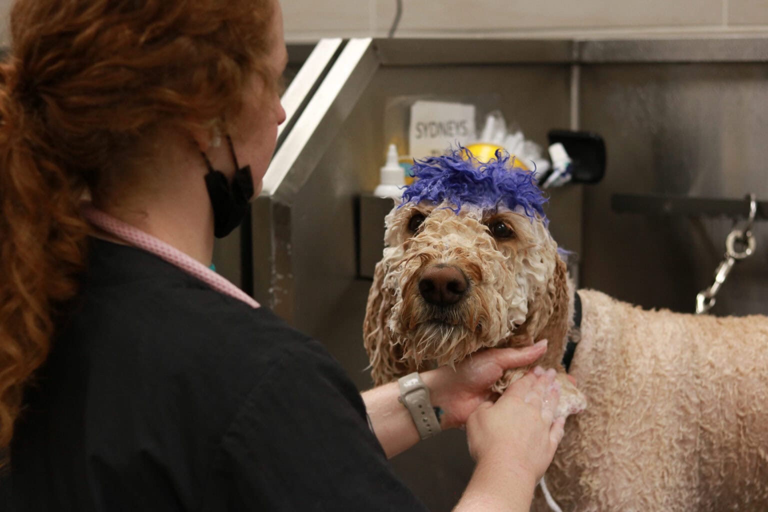 Petropolis: Empowered Pet Care