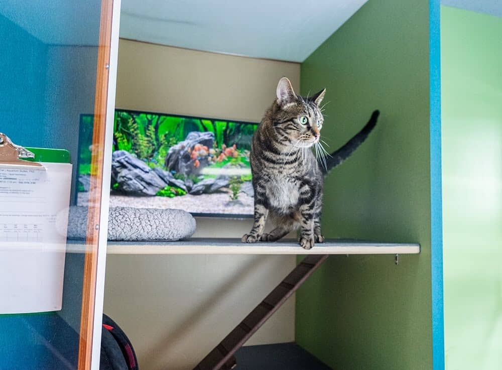 Is Cat Boarding Safe? Signs of a Safe Boarding Facility